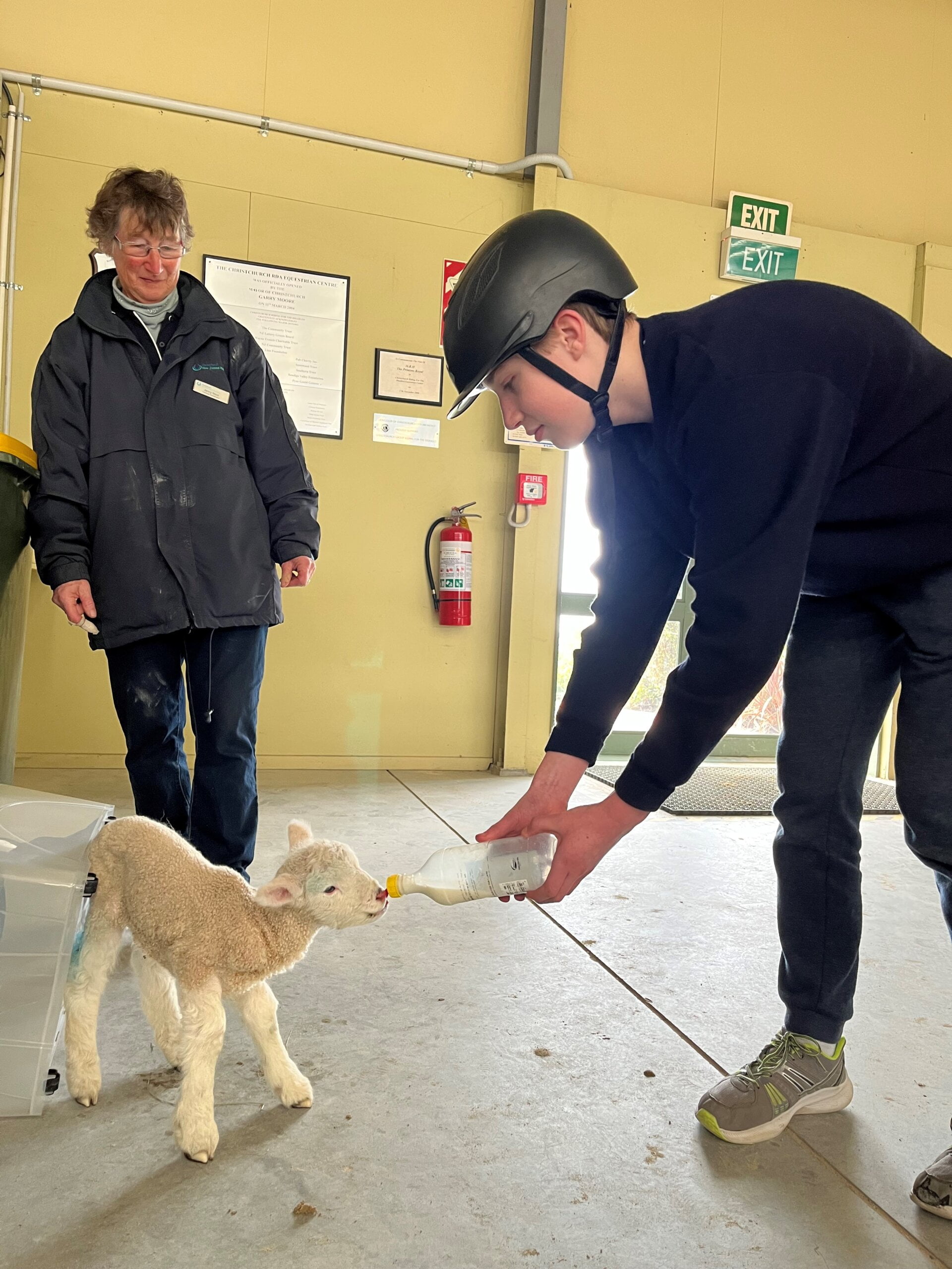 lamb 2 – Christchurch Riding for the Disabled